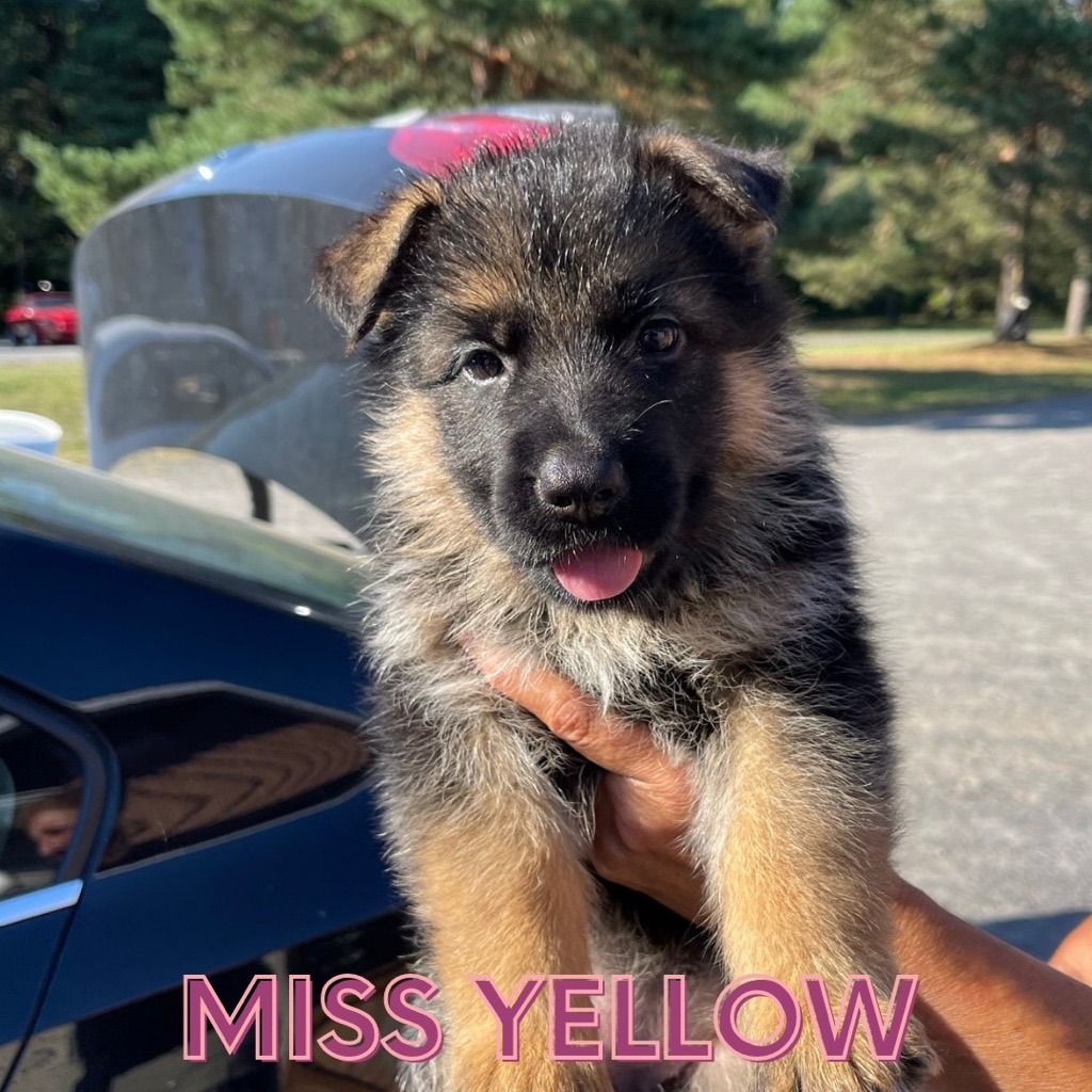 Sultan’s German Shepherd’s | Miss Yellow